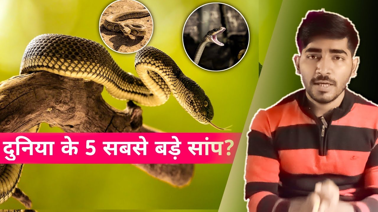 World Largest Snake Duniya Ke Five Largest world-largest-snake-duniya-ke-five-largest