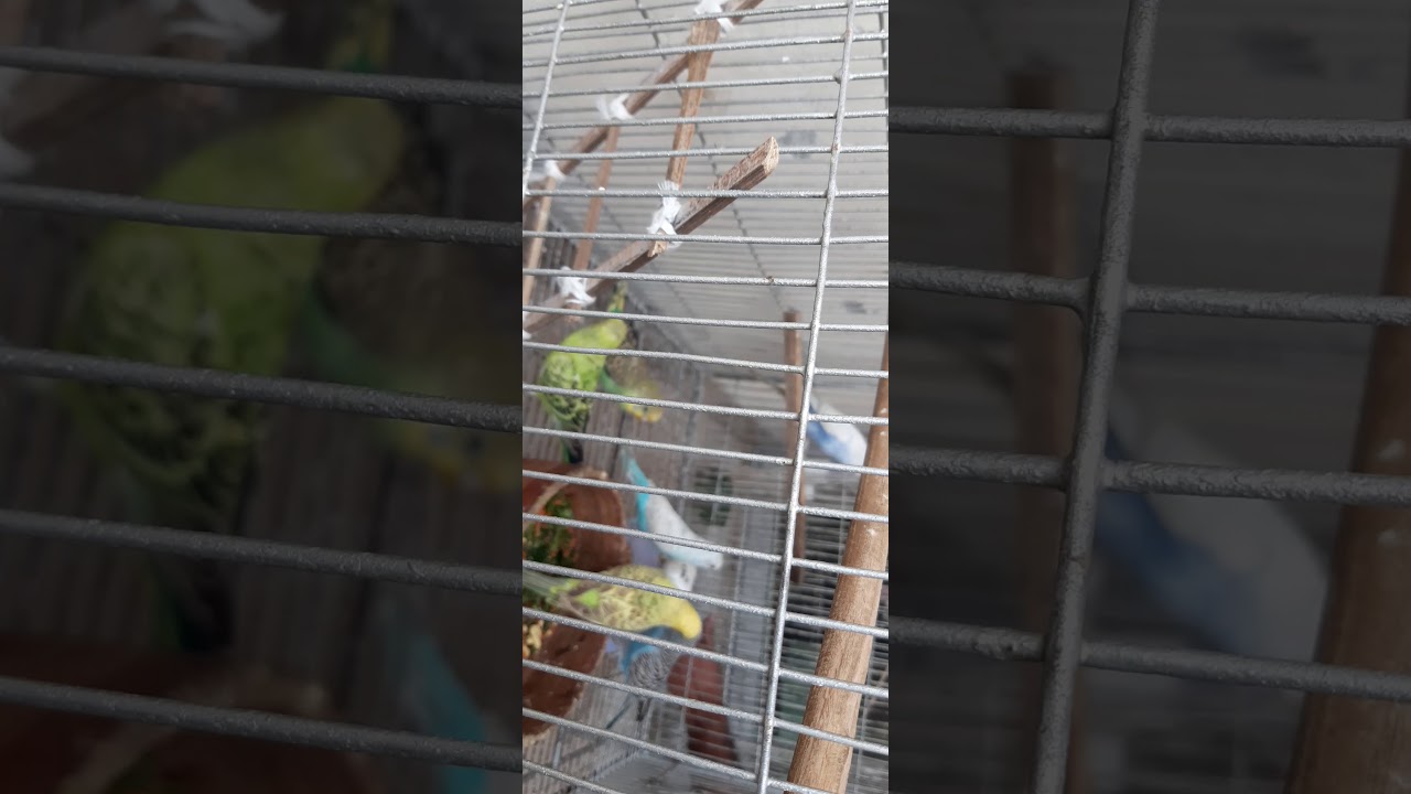 Bazigar Bird