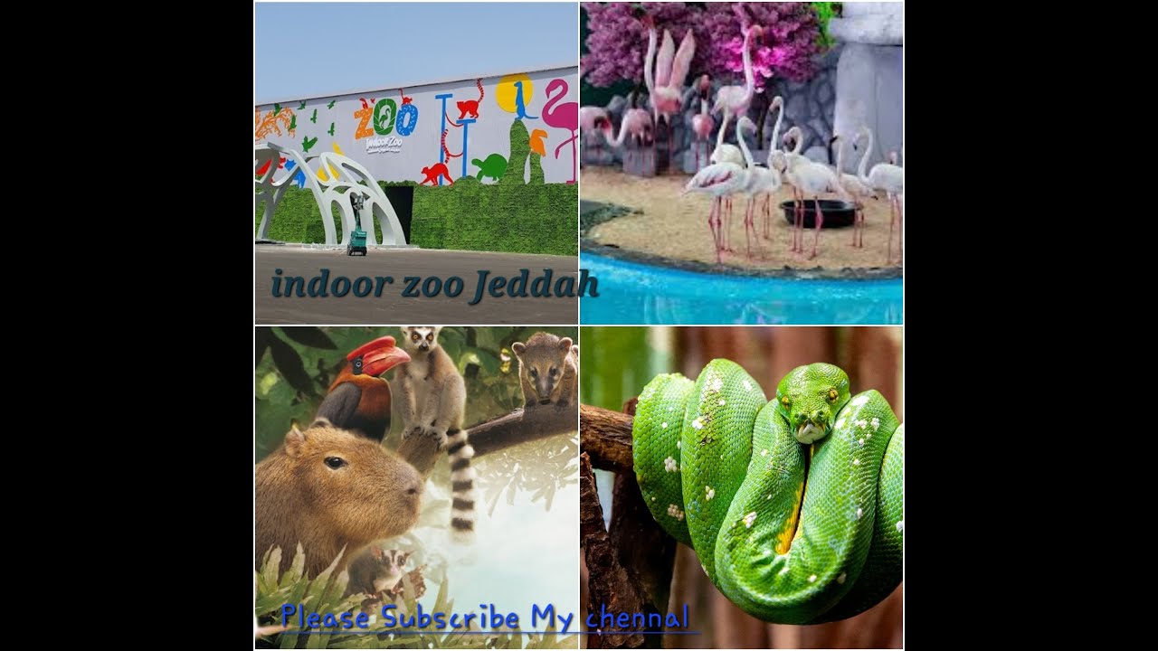Indoor zoo Jeddah - YouTube