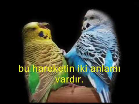 Muhabbet kuşu Anama gelen hareketler
