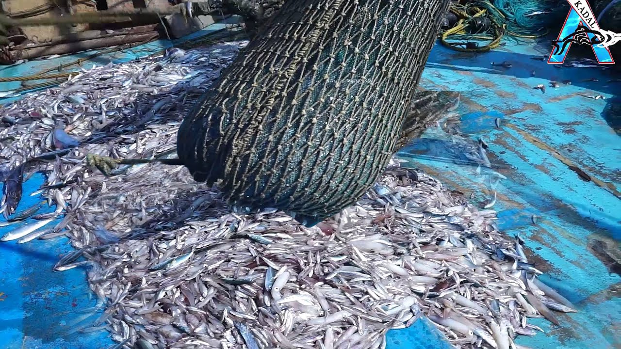 Big Catch Fishing in The Deep Sea With Big Boat | Latest Fish Video ...