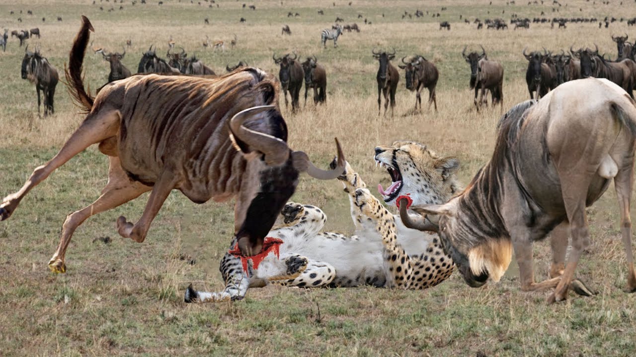 Wildebeest Fight Predators For Survival - Extreme Wild War - YouTube