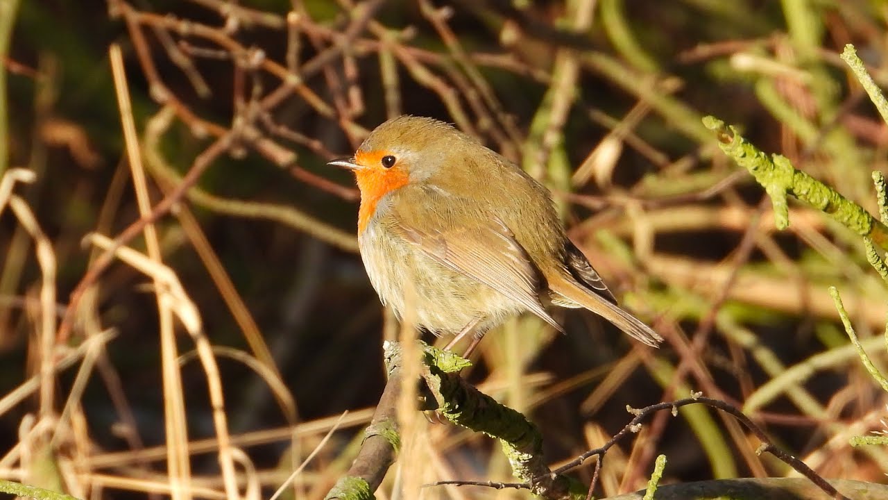 Rudzik śpiew / European robin song - YouTube