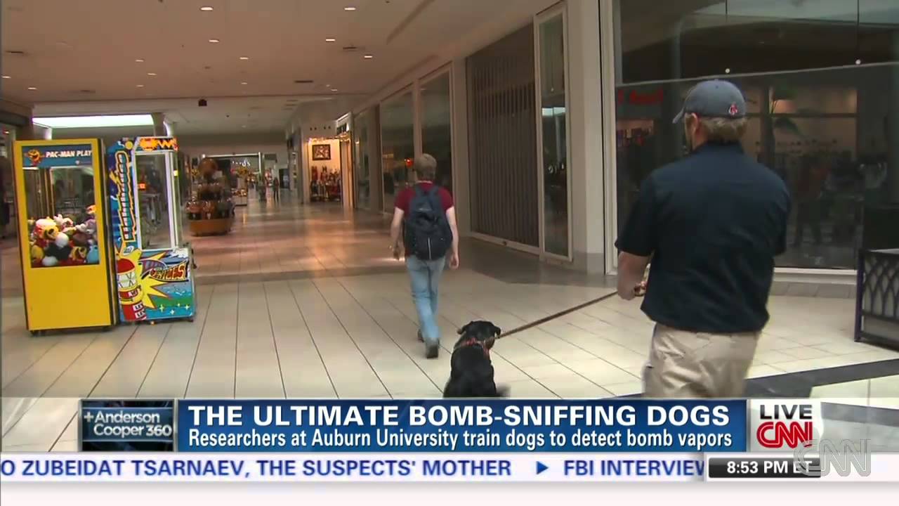 How Do Dogs Detect Bombs