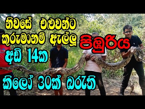 The biggest female Rock Python found in a house garden - YouTube