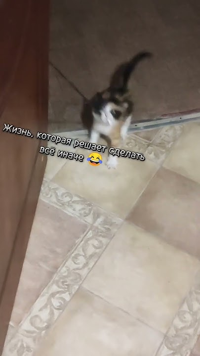 пов ты и твои попытки 😂 мем смешнойкот котомем Funnycat Memesvideo