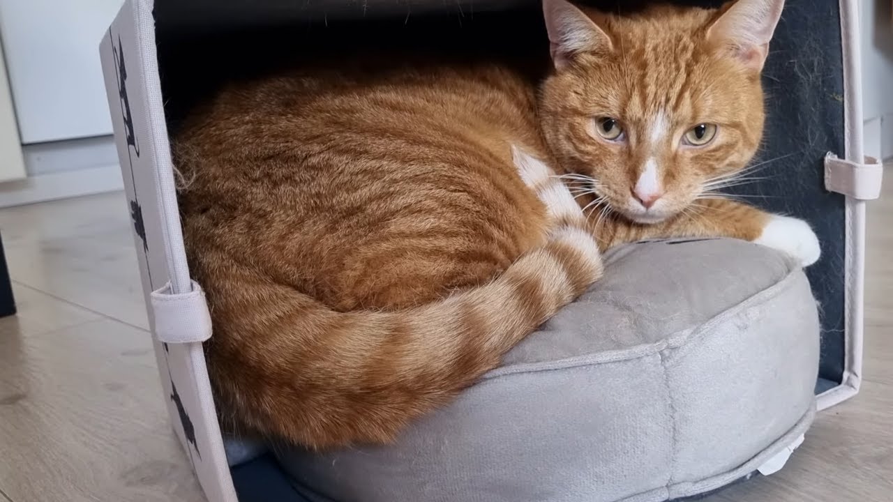 "Wait human, let me get comfortable!" - YouTube