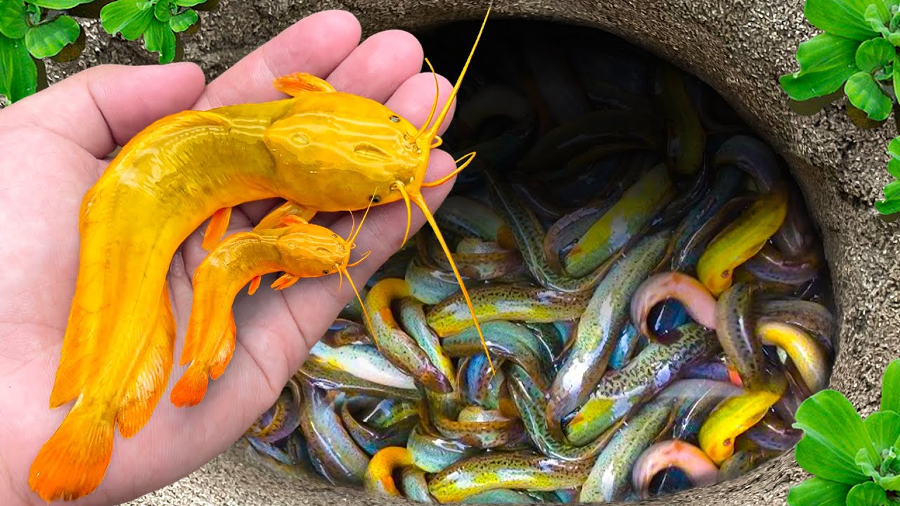 Great Catch Baby Catfish In Surprise Egg Colors, Loach, Frog, Pink Fish ...