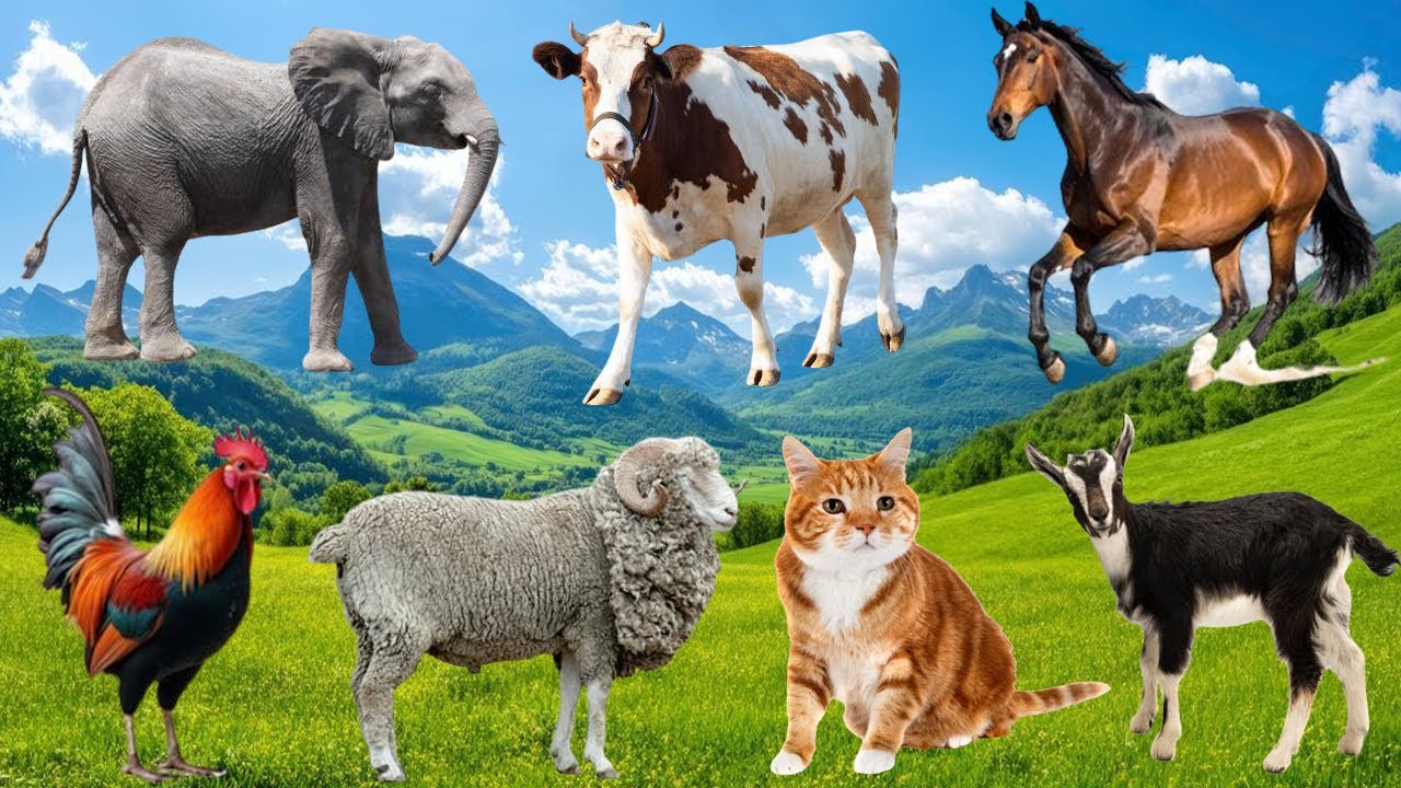 The Special Beauty of Animals - Tiger, Peacock, Sheep, Penguin, Fox ...