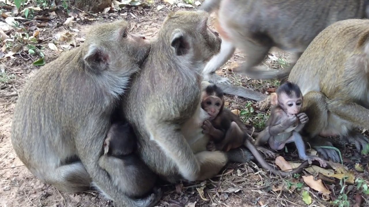 Babies monkeys - Baby monkey and mother monkey at Angkor Wat Wild ...