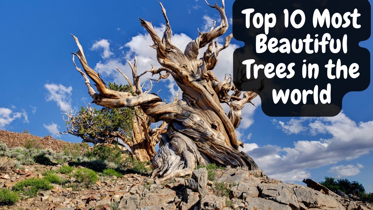 Top 10 Most Beautiful Trees in The World @SanjayDam