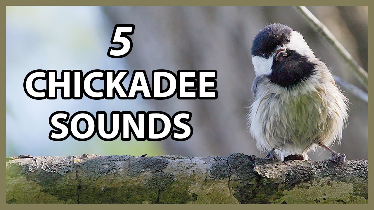Carolina Chickadee Songs and Calls - YouTube