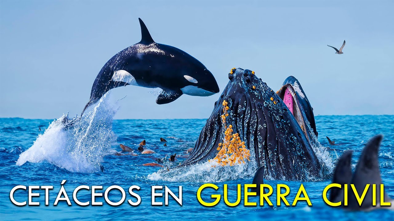 ORCAS vs BALLENAS Jorobadas: ¿Por Qué Están Enfrentadas? - YouTube