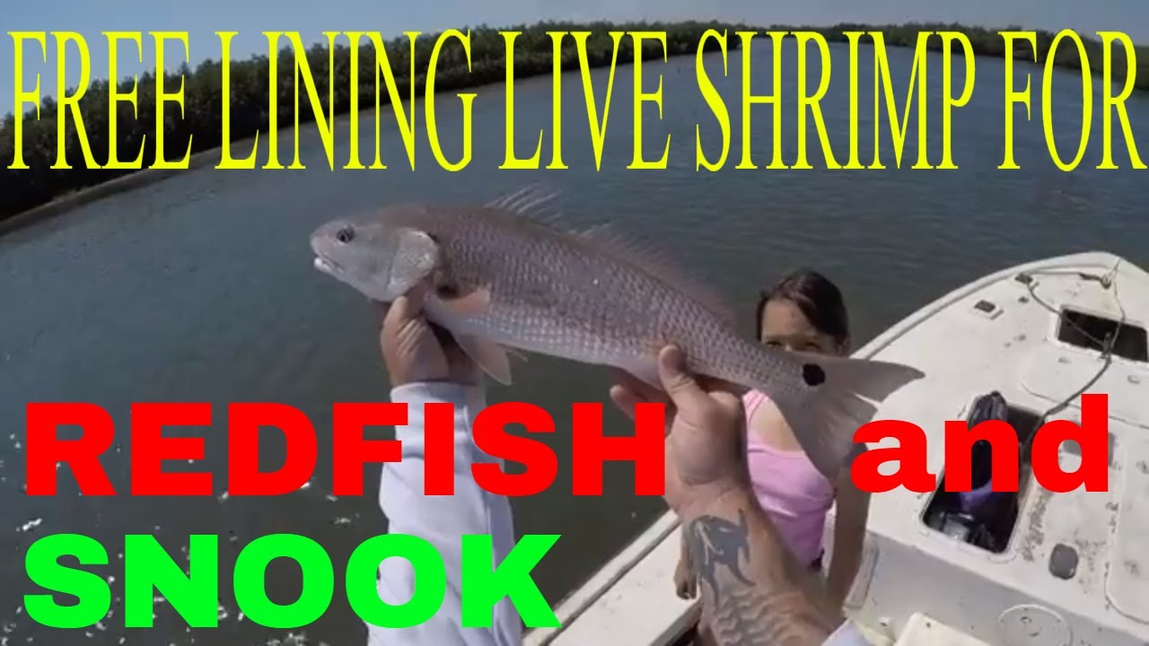 FREE LINING LIVE SHRIMP FOR REDFISH AND SNOOK - YouTube