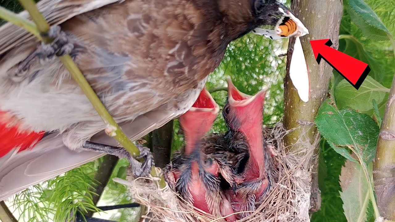 Nightingale bird catch flying insect and get to her nest for little ...