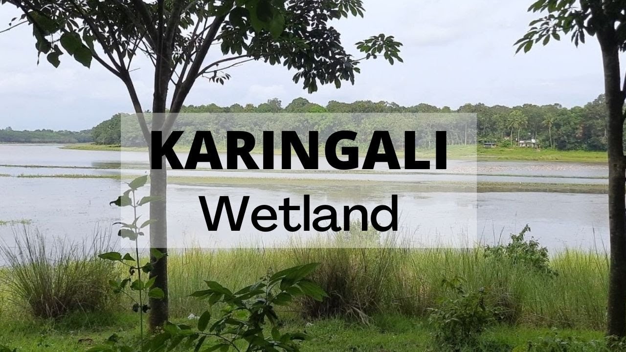 Karingali Wetland| A Visit to Karingali Puncha Kerala - YouTube