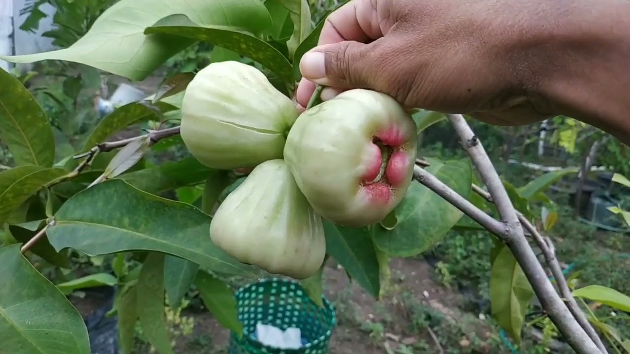 jambu bell apel - YouTube