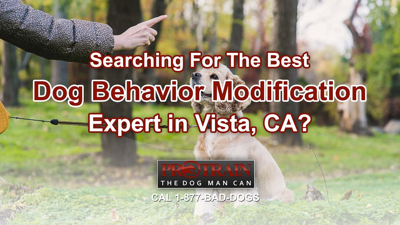 Dog Behavior Modification in Vista - YouTube