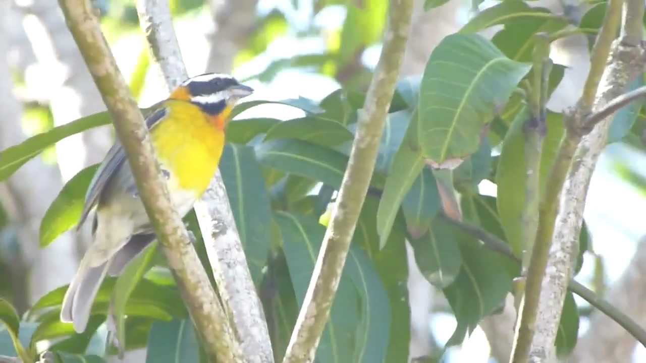 Reina Mora (Spindalis portoricensis) - Puerto Rican Spindalis - YouTube