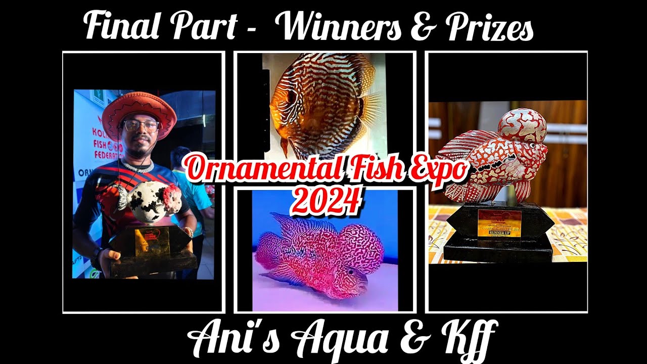 ORNAMENTAL FISH EXPO(FINAL PART)- BETTA COMPETITION, PRIZE DISTRIBUTION ...