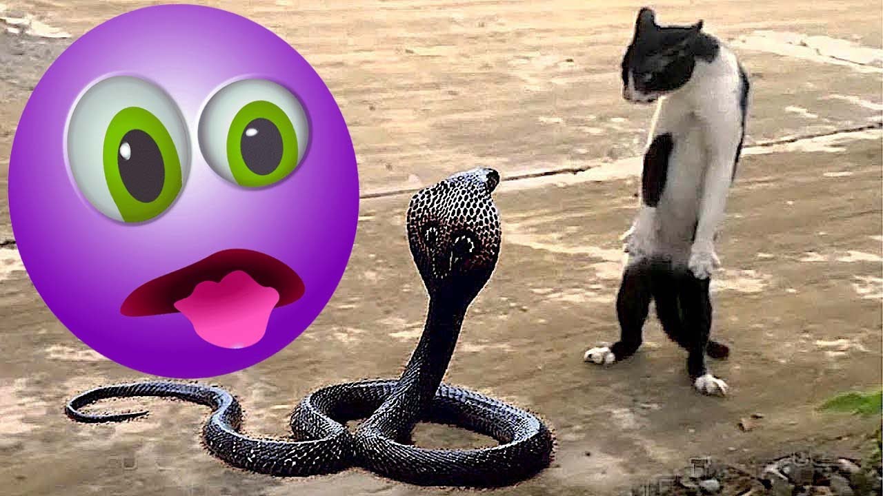 FUNNY CAT MEMES 😺🐶 and MOST TRENDING KITTENS 2023 v113|🔥 Moments of ...