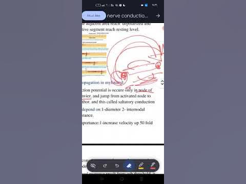 Nerve Conduction LEC 5 - YouTube