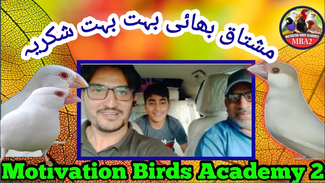 Breeding Progress Result of Faisalabad Setup | Fawn Java | Silver Java ...