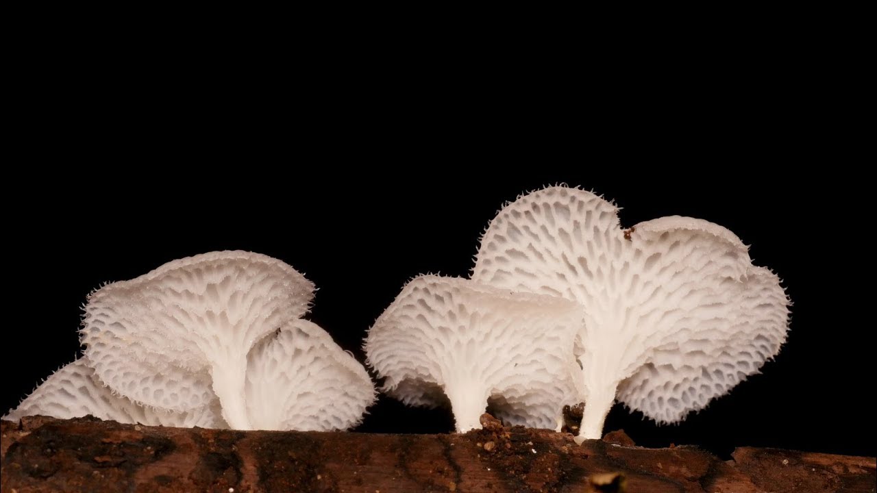 Amazing Fungi / Hongos increíbles (including growth time lapse) - YouTube