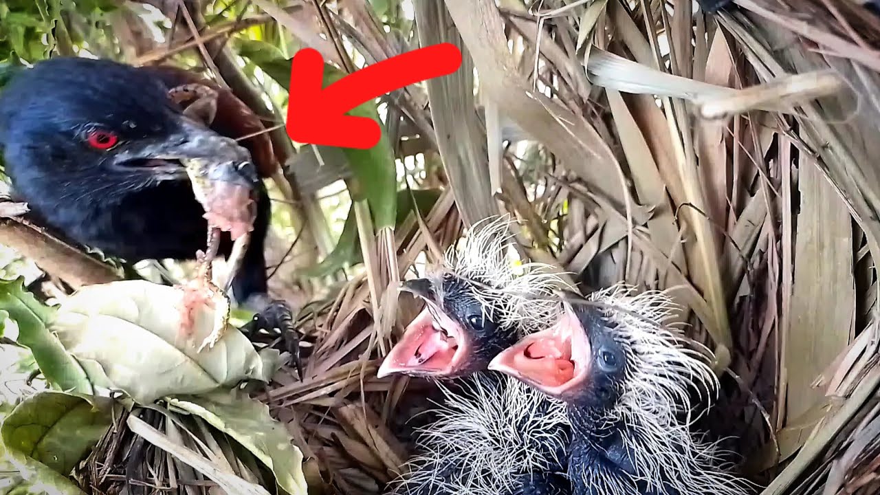 Greater coucal Birds bring crickets without arms and legs for babies to ...