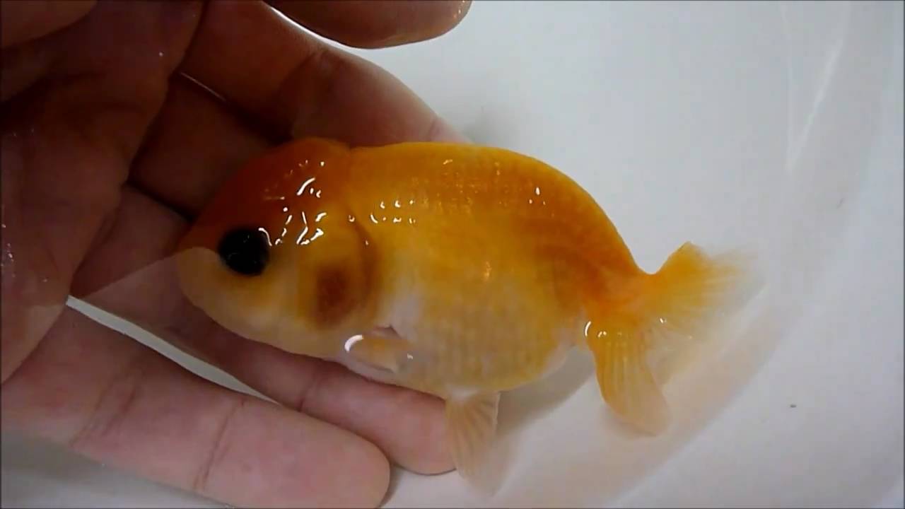 Momiji Ranchu (Japanese Breed) - YouTube