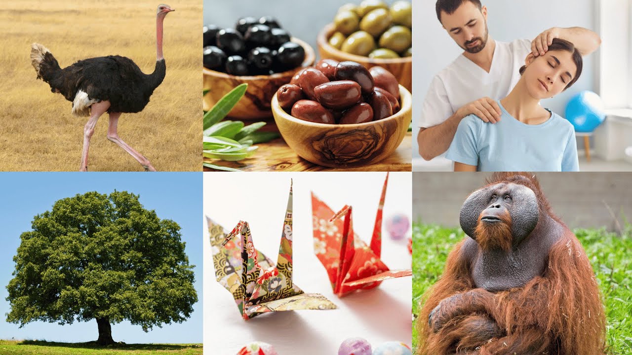 Outstanding 'O': 50 O-mazing Objects & Animals for Kids - YouTube