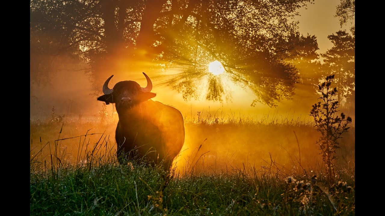 The Lonely Bull: Why This Unloved Rally Keeps Going - YouTube