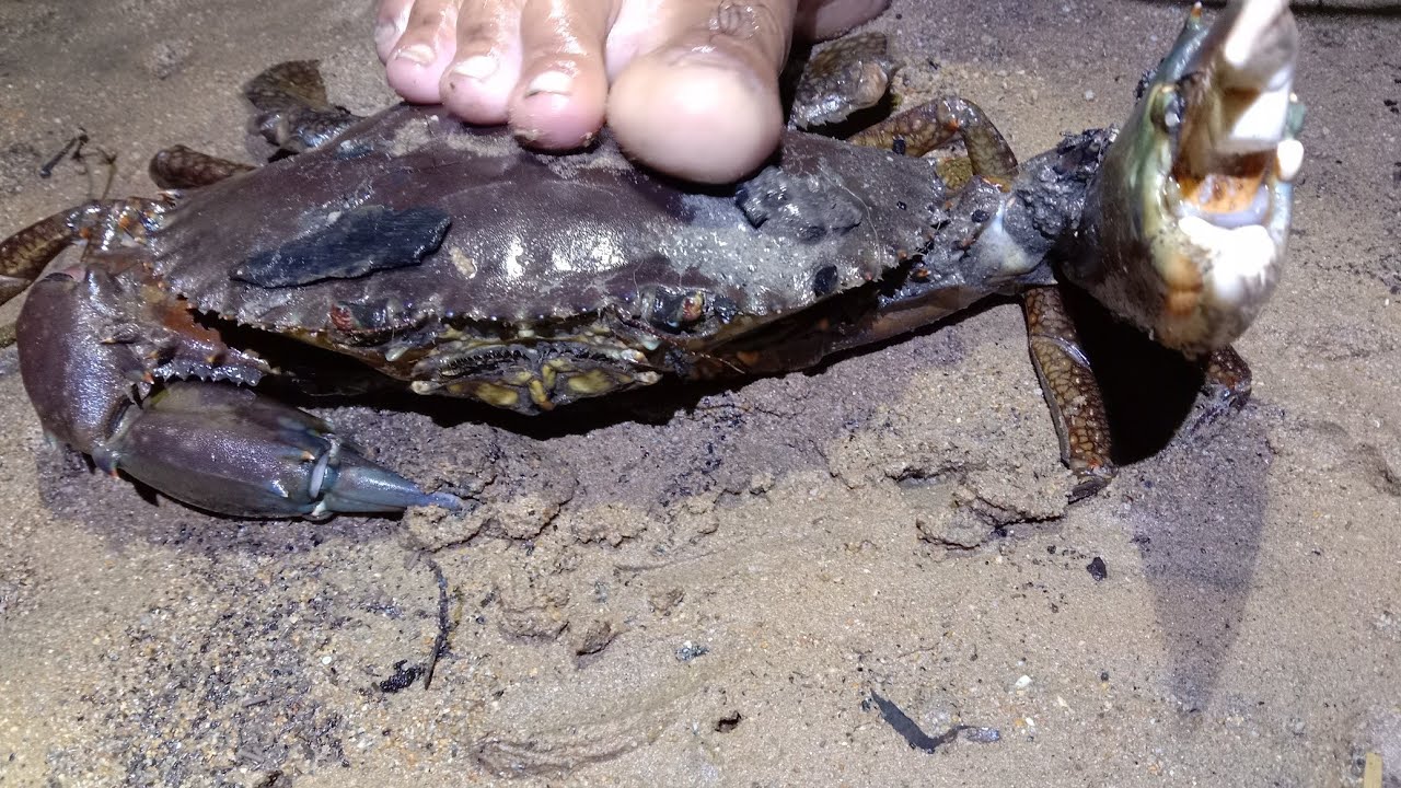 Berburu Kepiting Bakau part 30‼️ pecah rekor kepiting jumbo - YouTube