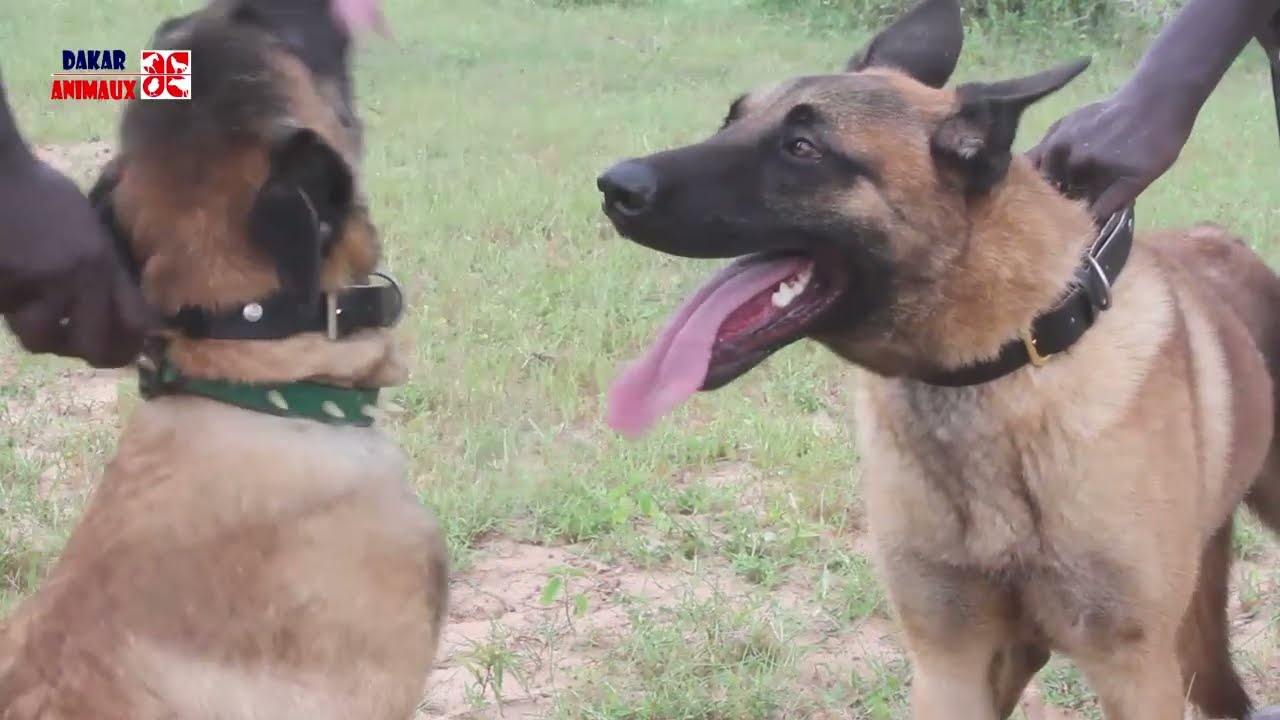 Le malinois: les raisons qui font de lui un chien d'excellence - YouTube