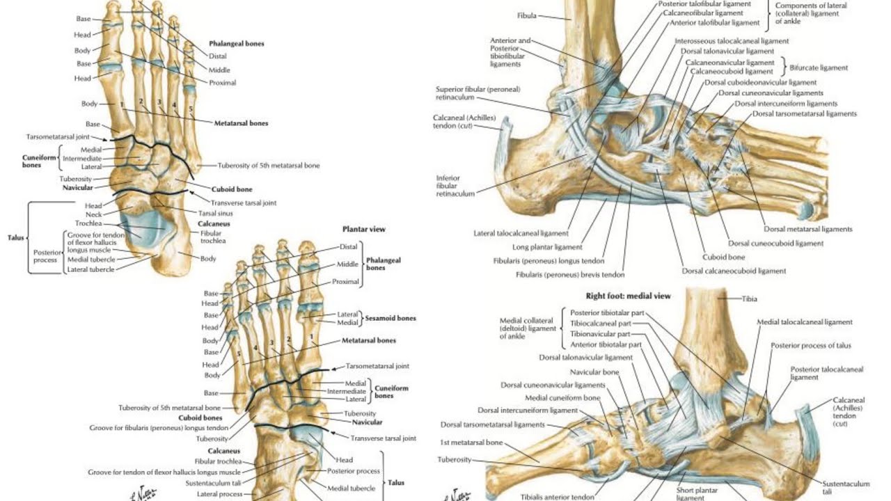 Bones Landmarks + ligaments + joint types: Ankle & foot - 1/8 - YouTube