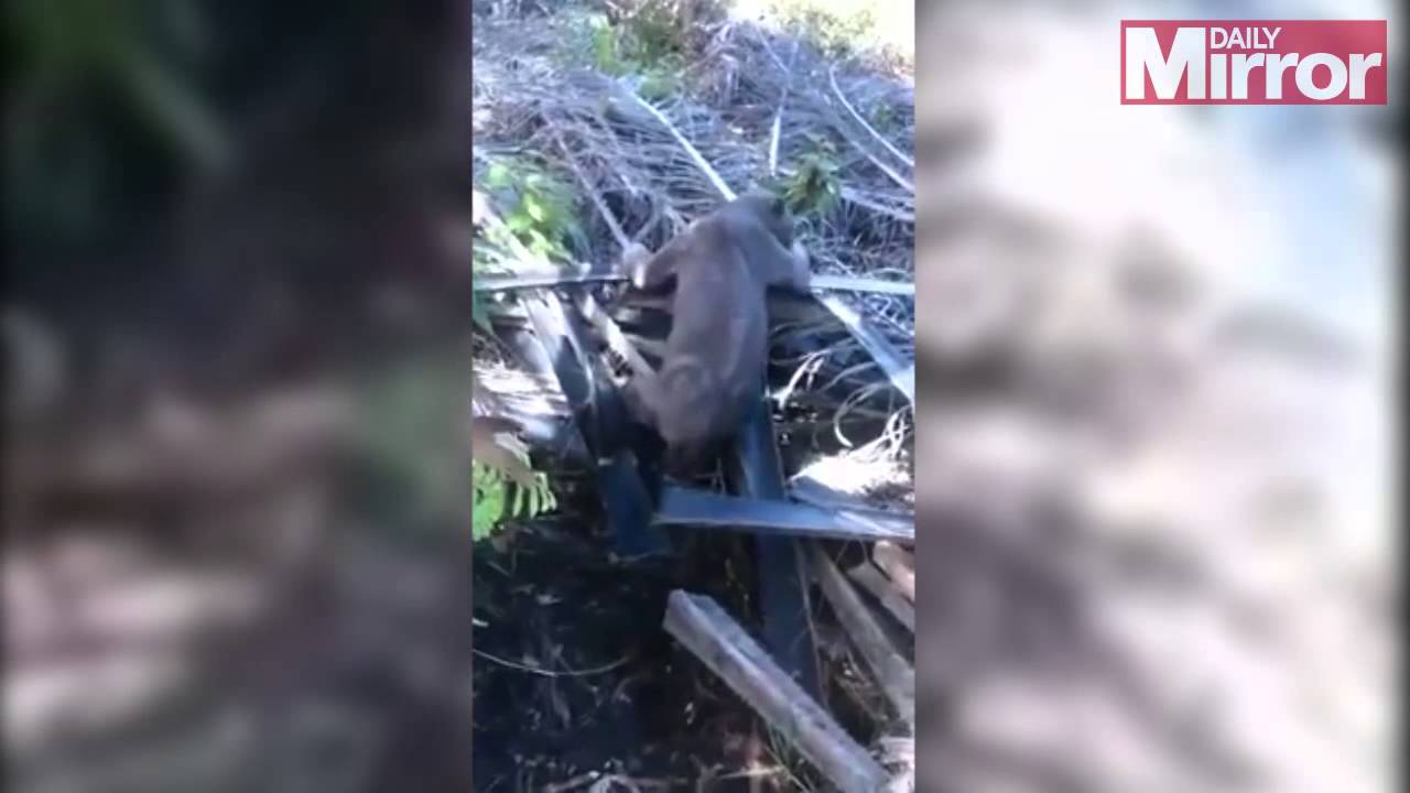 Jungle workers find 'alien' - and heartlessly beat it before they see ...