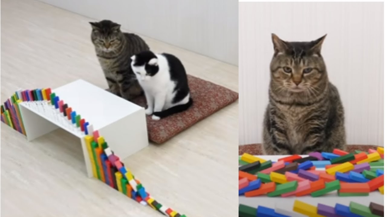 Cats having fun with domino's 2020 compilation video ~ Animal World ...