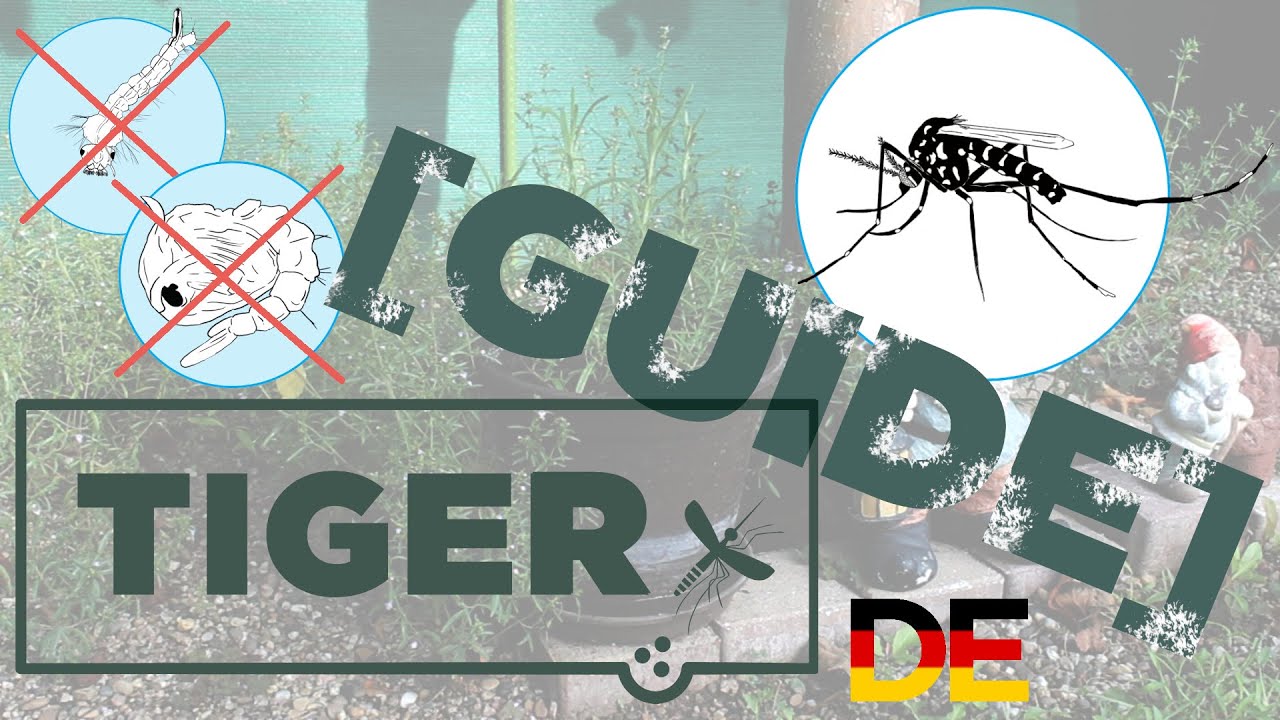 Tigermücken Prävention - Blumentopf Untersetzer [TIGER Guide] - YouTube