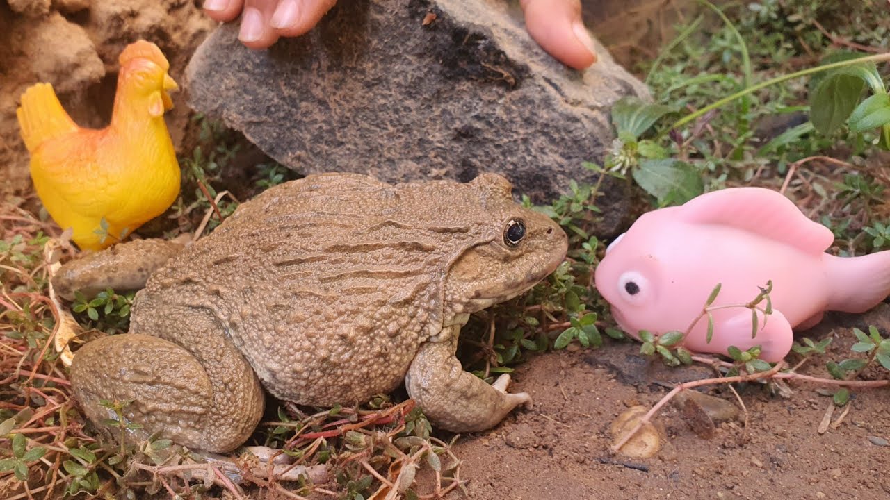 Catch a funny frog to make you laugh Catch a frog to make you laugh ...