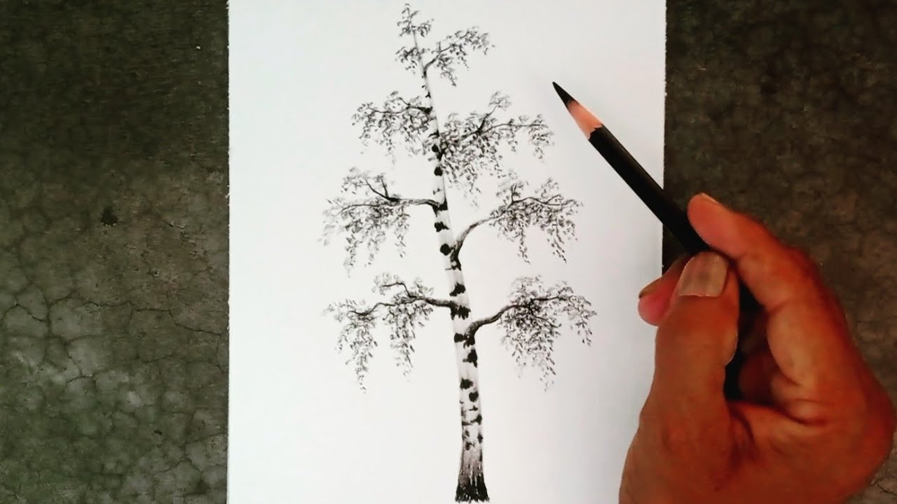 How to draw a Birch tree by pencil/ Drawing for beginners/ - YouTube