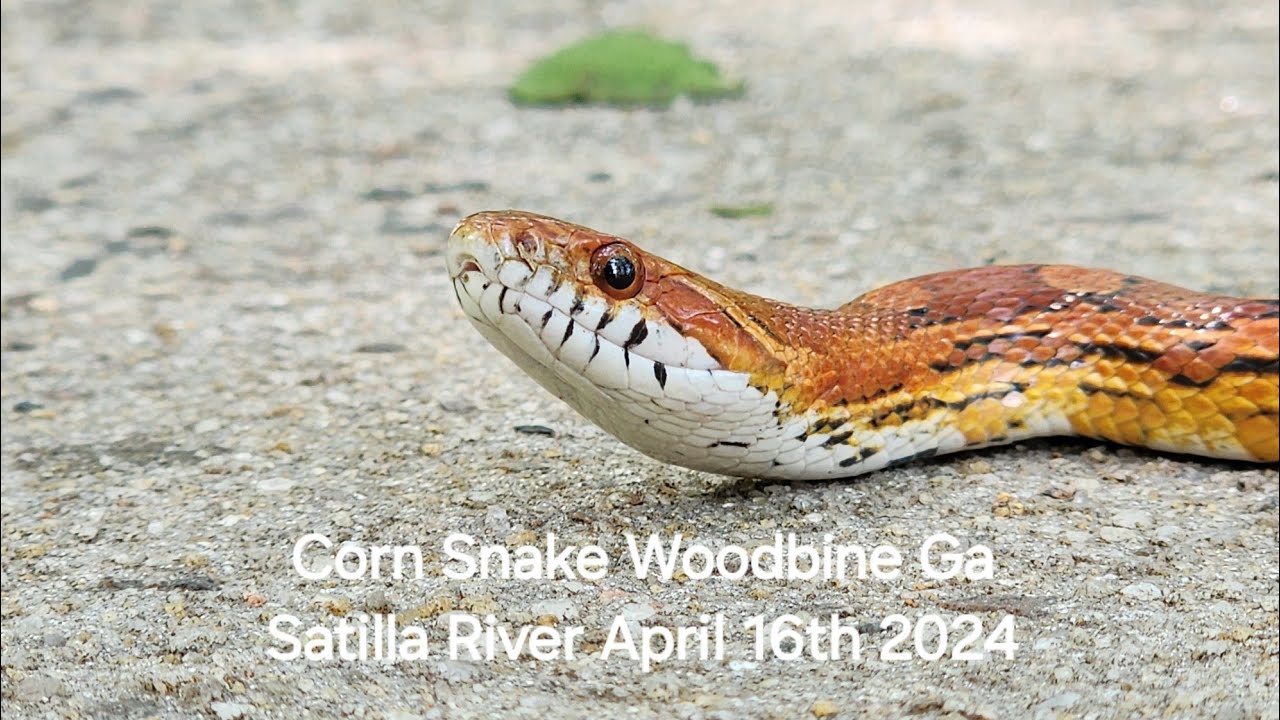 Corn Snake Woodbine Ga Satilla River April 16th 2024 #cornsnake # ...