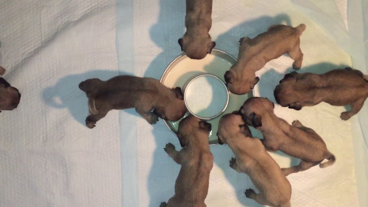 6 Week Old Pug Pups - YouTube