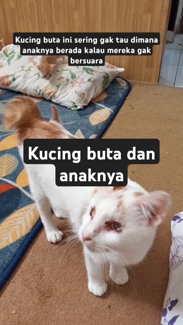 Kucing buta dan anaknya #cat #kucingimutimut #kucingbuta # ...