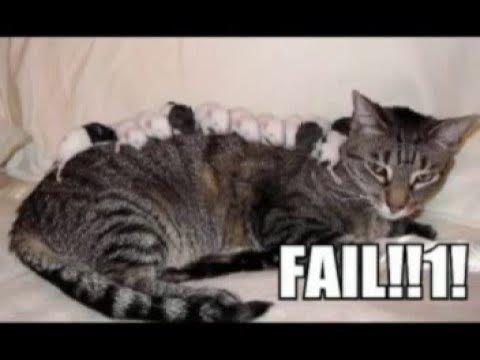 Best of LOLCAT II - YouTube