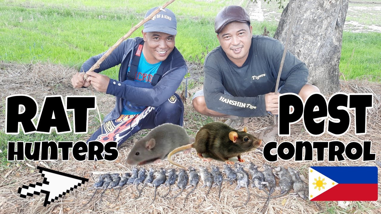 EASIEST WAY TO CATCH RATS IN THE RICE FIELD | DAGANG BUKID | PEST ...