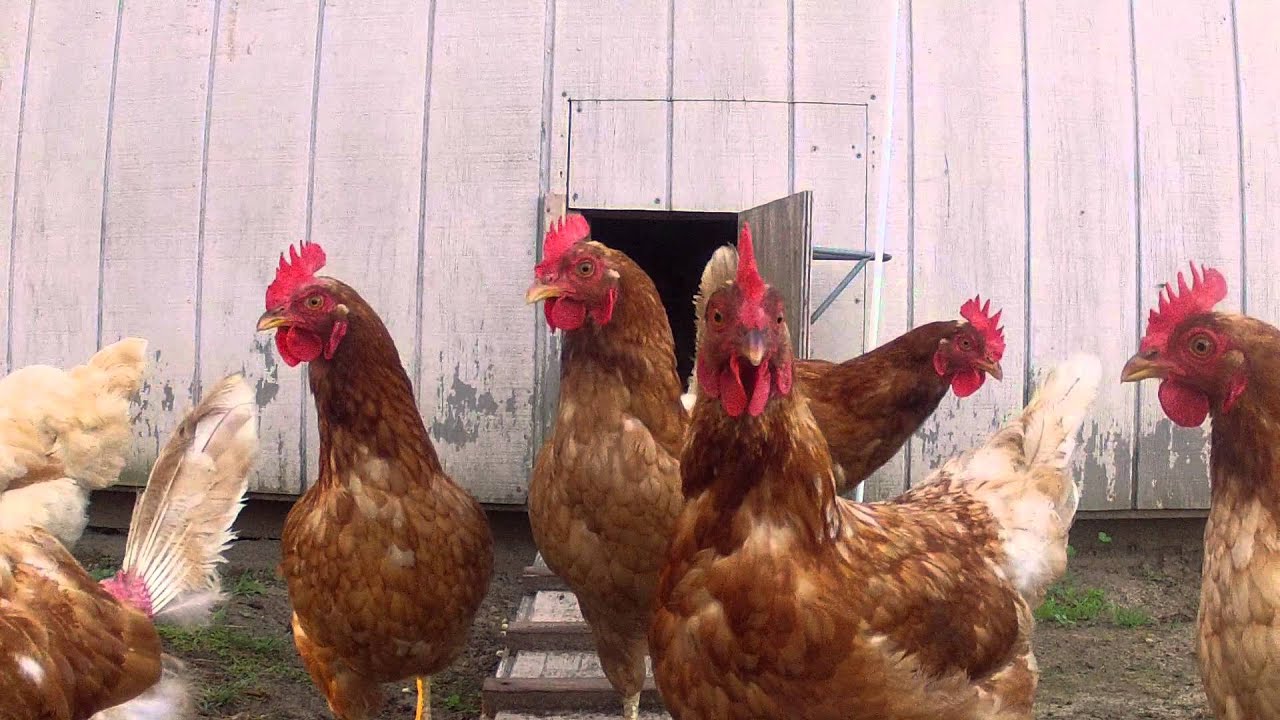 Good morning Grandpa's Chickens - YouTube