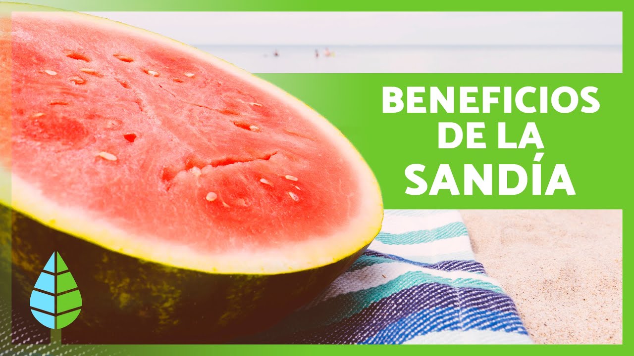 4 BENEFICIOS de la SANDÍA para la SALUD 🍉💚 (Propiedades Medicinales y ...