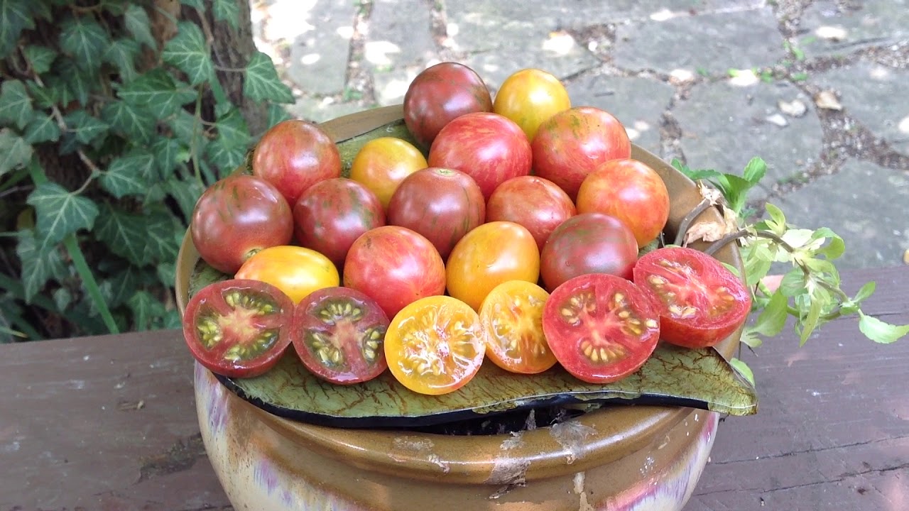 Pink, Purple And Sunrise Bumblebee Tomato All Very Delicious! - YouTube