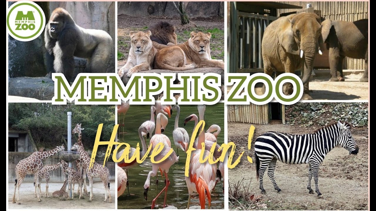 THE MEMPHIS ZOO 2020 VISIT - YouTube