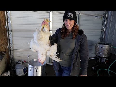 Butchering and Processing Chickens